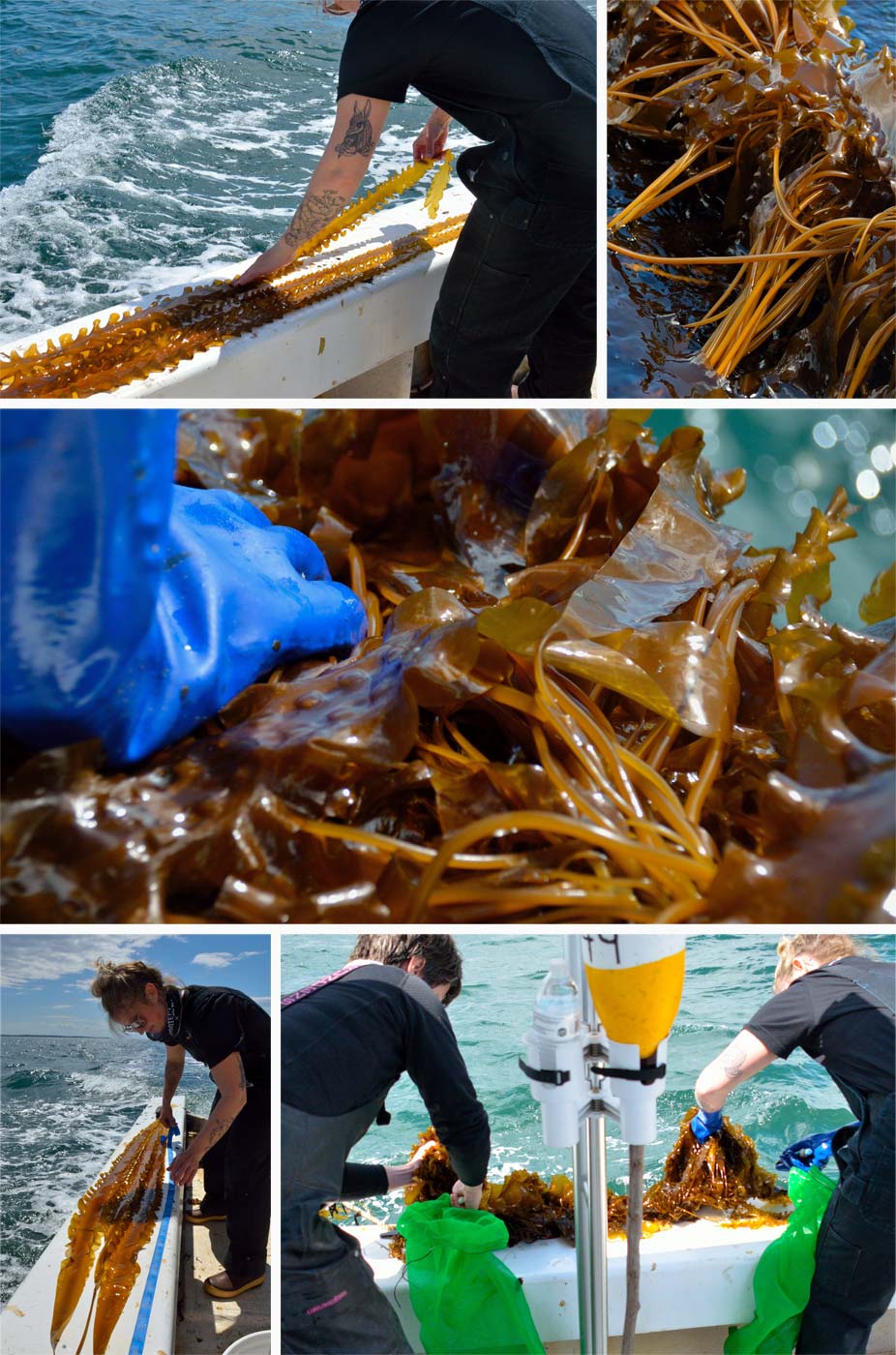 Suzie Flores of Stonington Kelp has a lot to smile about