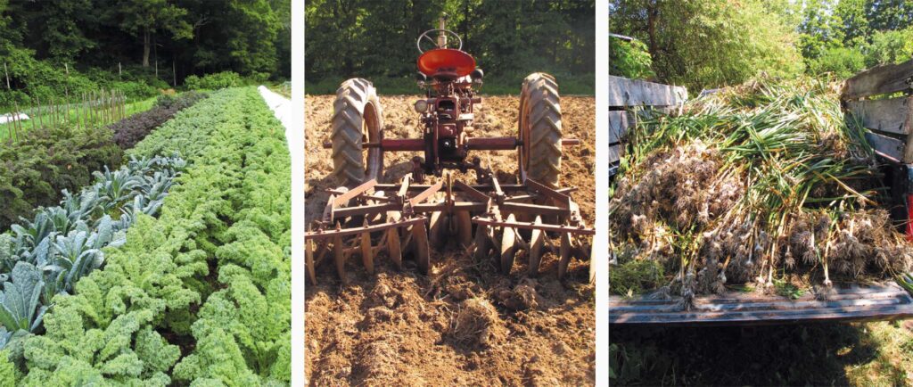 No-Till Vegetable Culture Thrives at Tobacco Road Farm